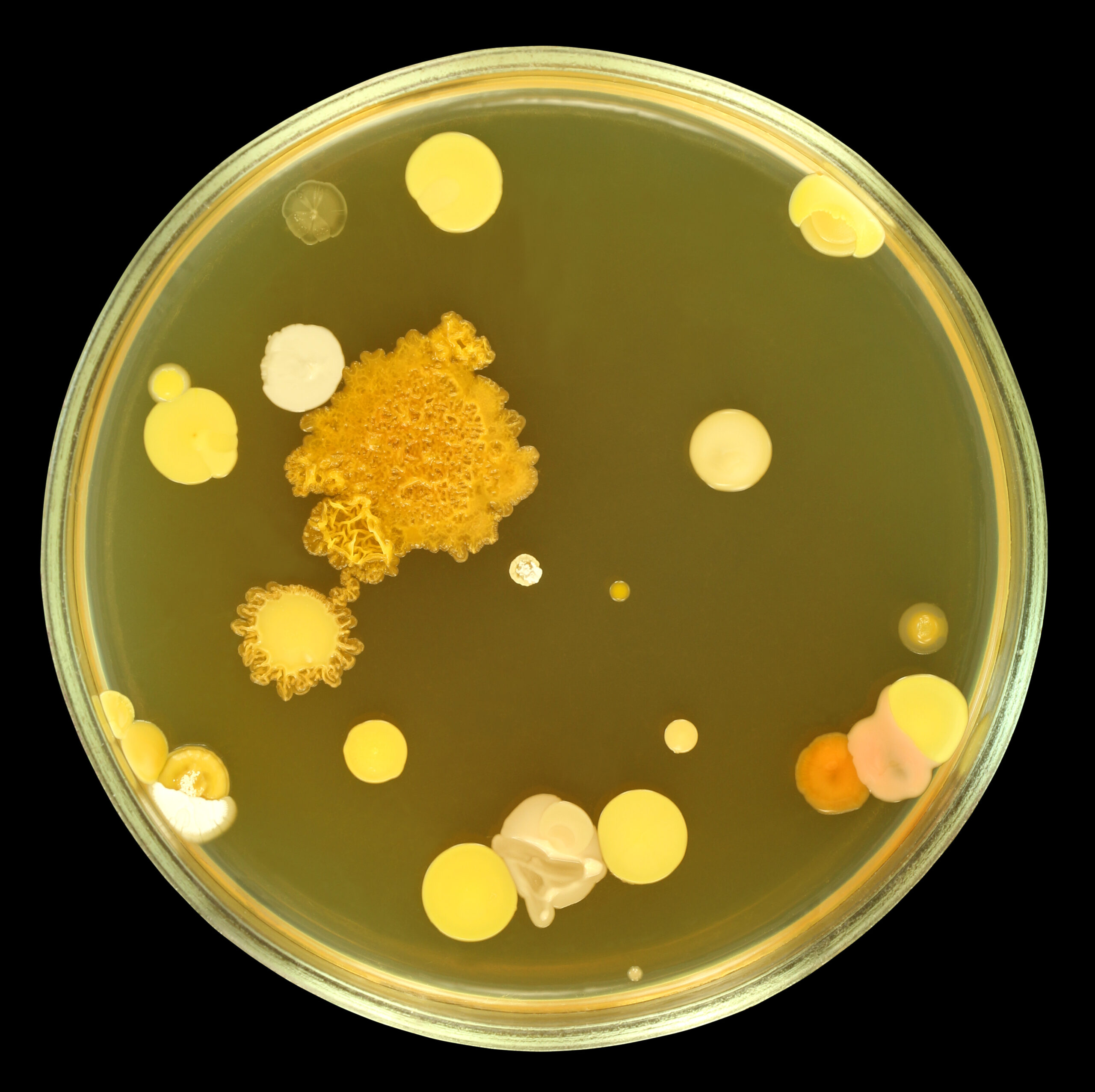 Preservative Challenge Testing - MoCRA Compliance Services Lab